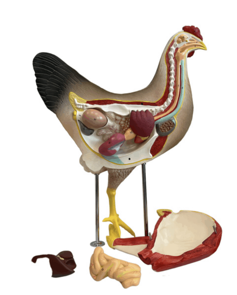 Modelo Anatómico de Pollo 8 partes (rígido) – Pranatec Medicina
