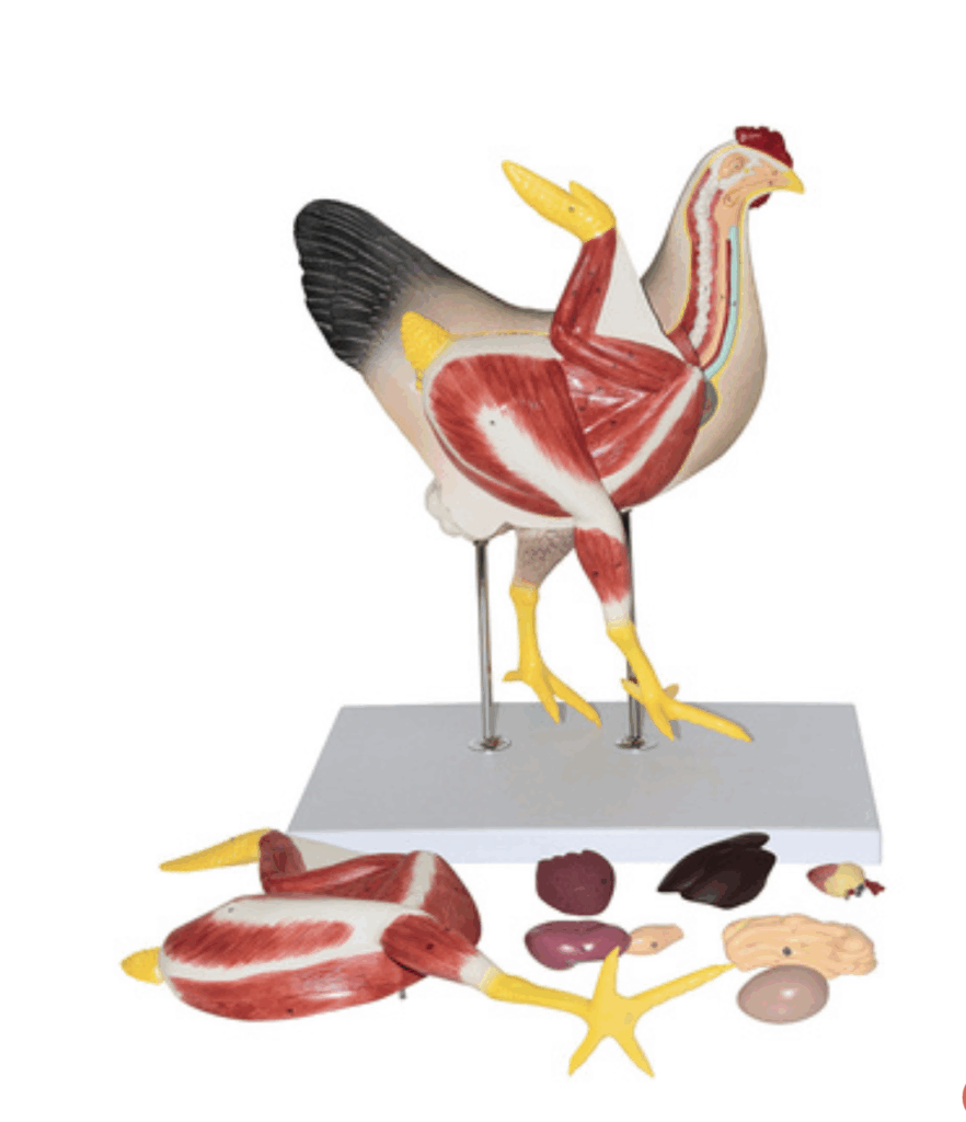Modelo Anatómico de Pollo 8 partes (rígido) – Pranatec Medicina