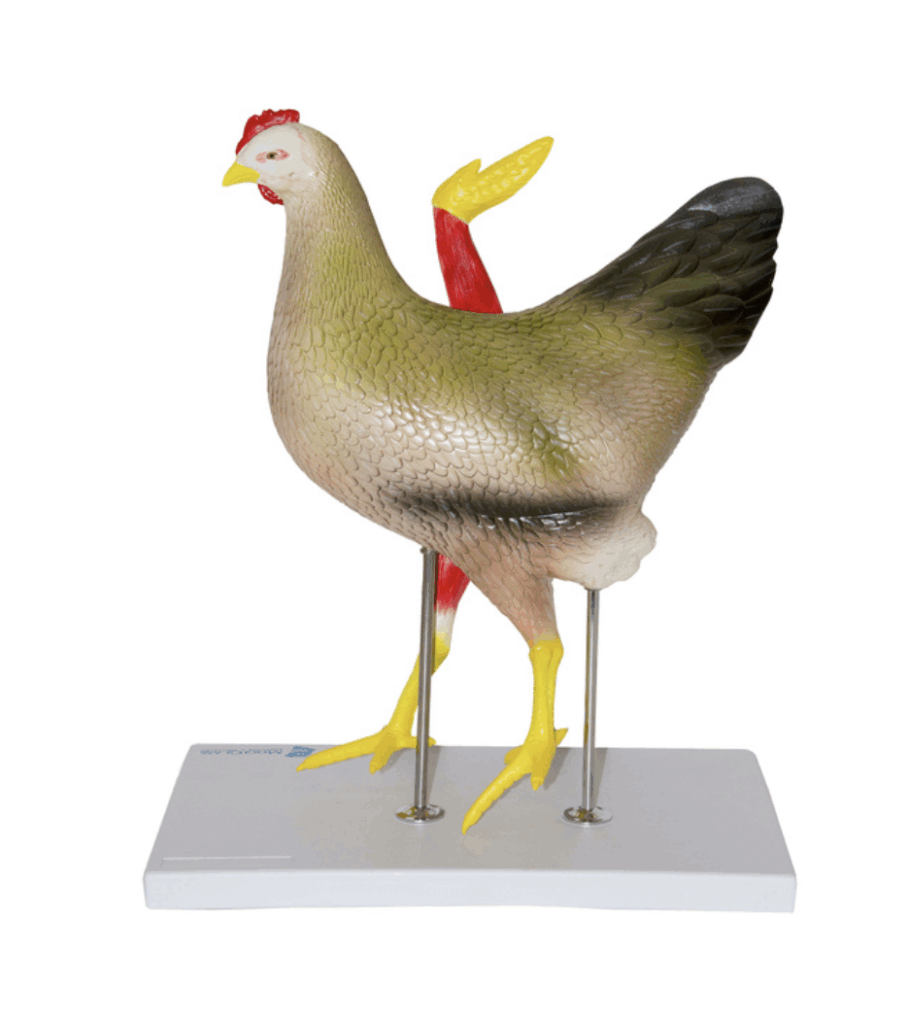 Modelo Anatómico de Pollo 8 partes (rígido) – Pranatec Medicina