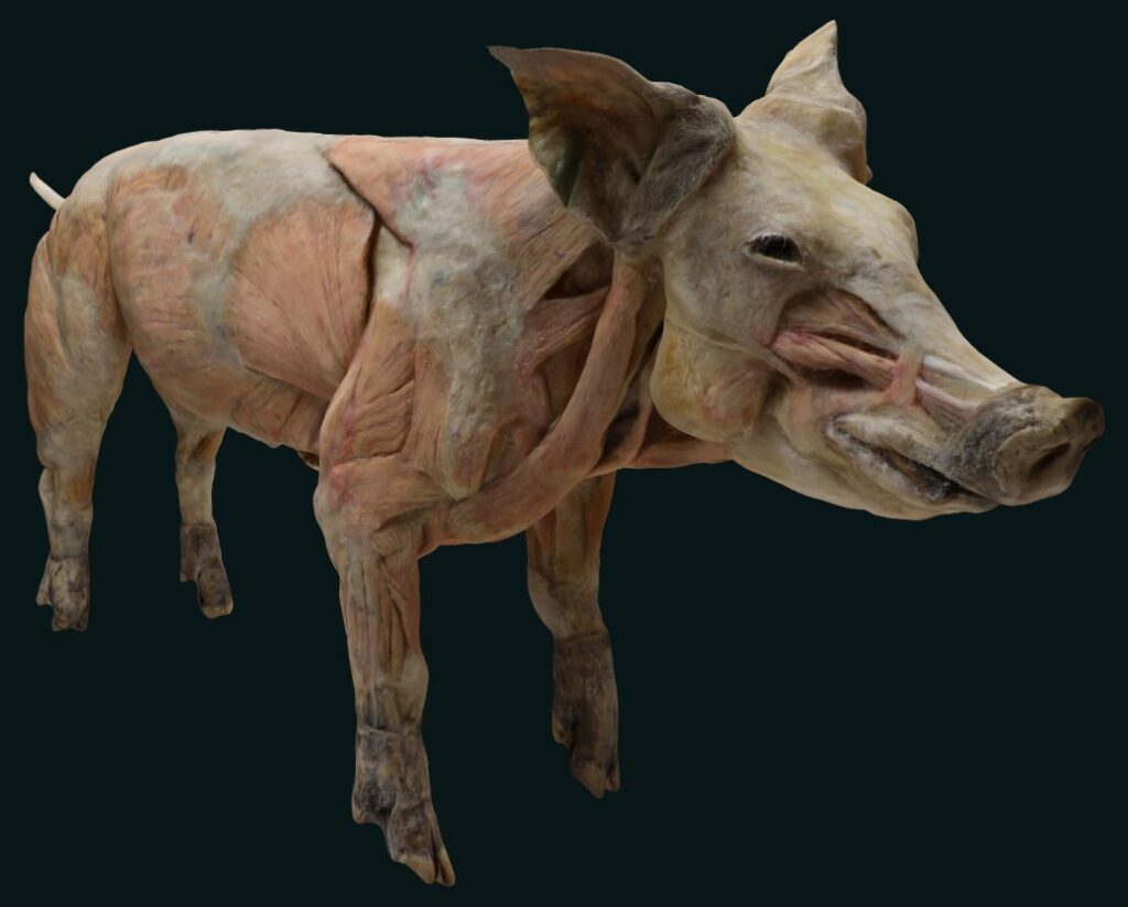 Modelo anatómico de cerdo en cuerpo completo y tamaño natural ...